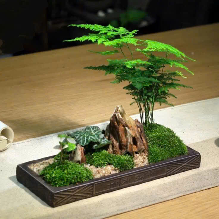 Terrarium - Botanomigarden, Cửa hàng trực tuyến | Shopee Việt Nam