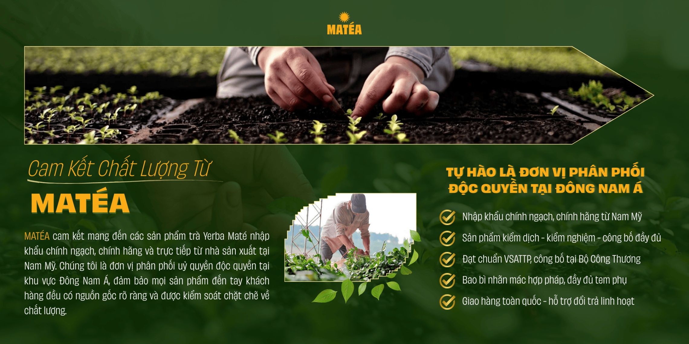 Matéa - Trà Nam Mỹ Yerba Maté - Shopee Mall Online | Shopee Việt Nam