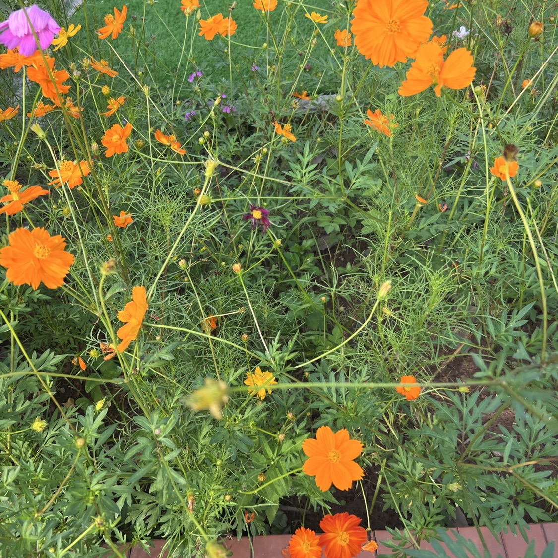 BOMI MILK SHOP, Cửa hàng trực tuyến | Shopee Việt Nam