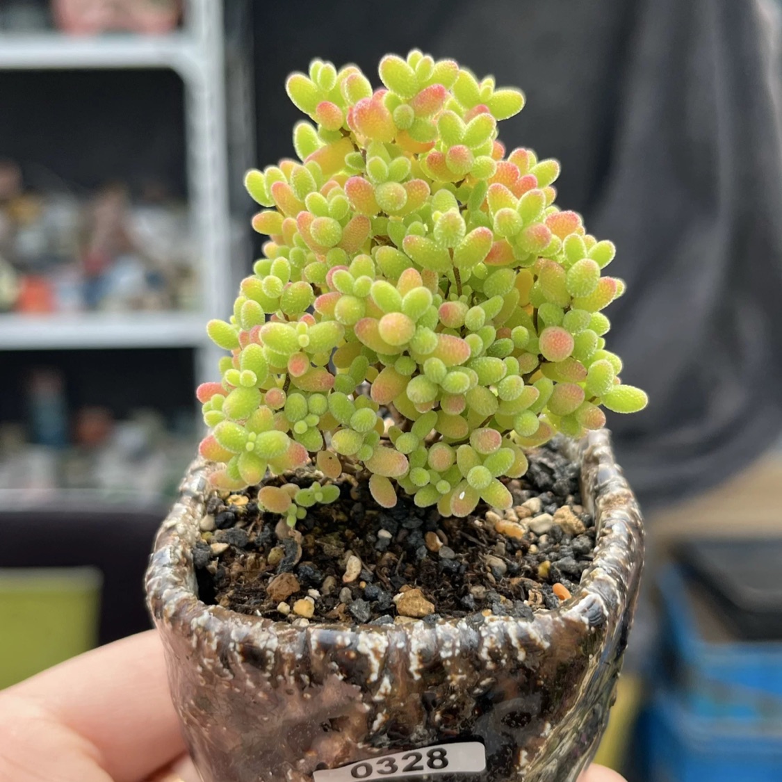 Vườn nhà Mỡ 68, Cửa hàng trực tuyến | Shopee Việt Nam