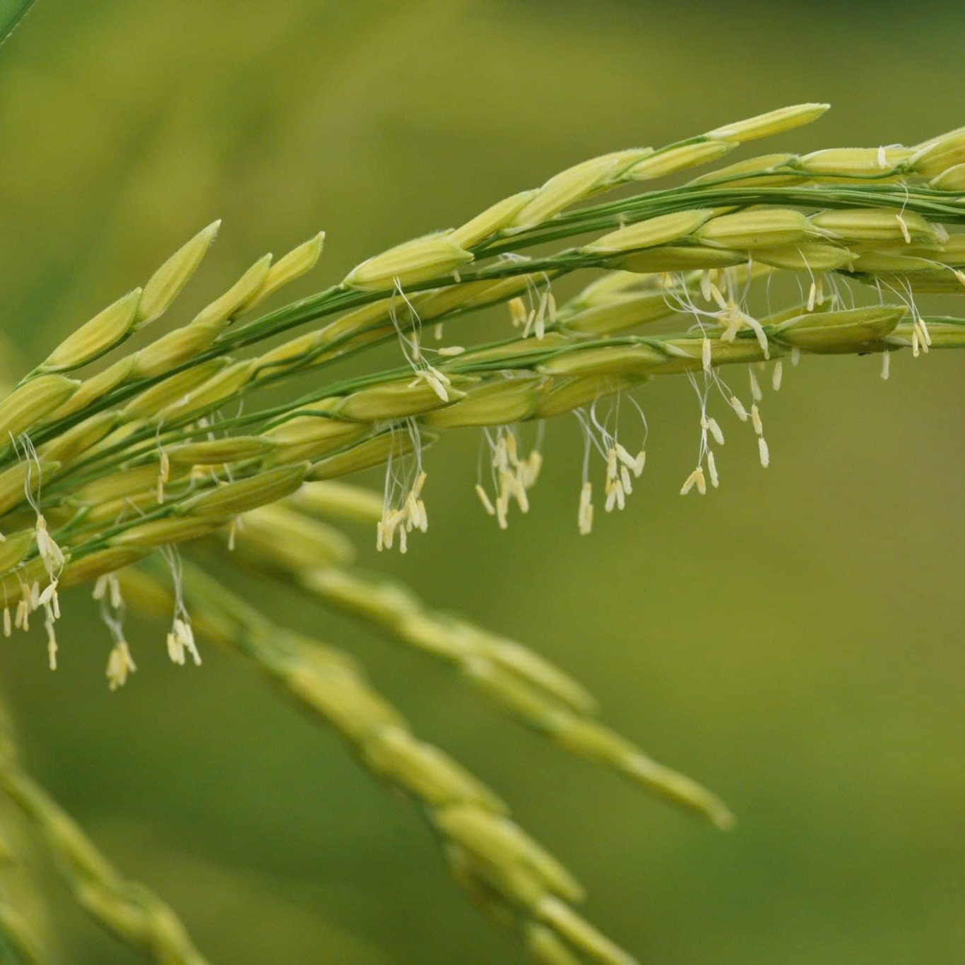 Thực Phẩm Sạch AA - Shopee Mall Online | Shopee Việt Nam