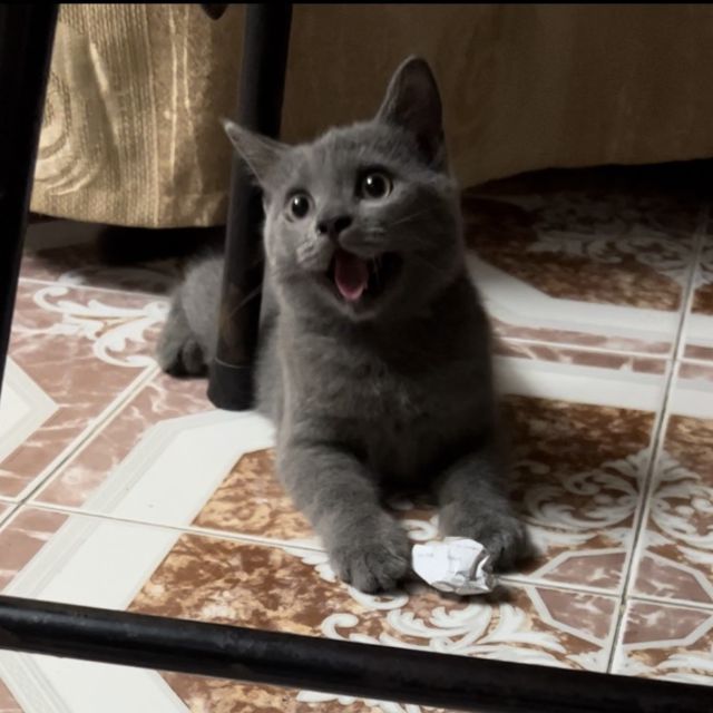 BIG.MEO, Cửa hàng trực tuyến | Shopee Việt Nam