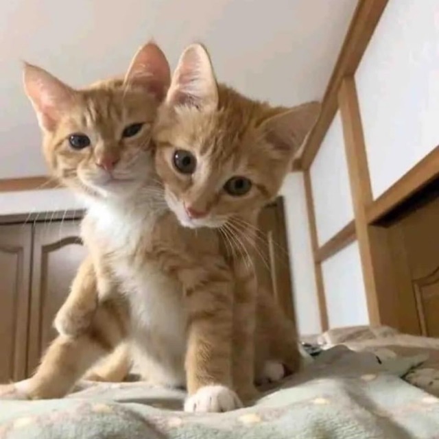 cherrybear.order, Cửa hàng trực tuyến | Shopee Việt Nam