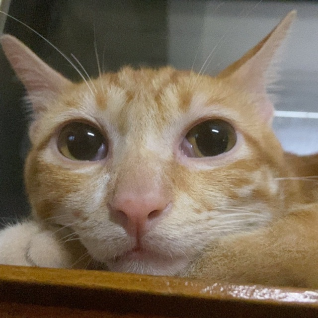 Monleo store, Cửa hàng trực tuyến | Shopee Việt Nam