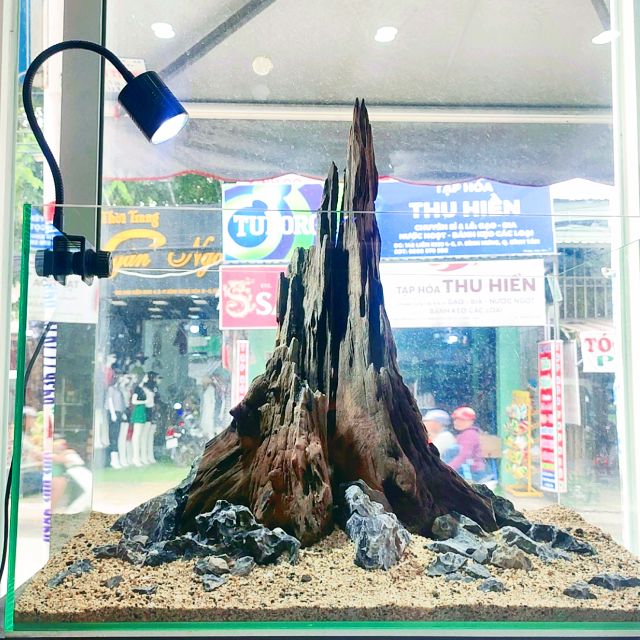 Thủy Sinh Bing, Cửa hàng trực tuyến | Shopee Việt Nam