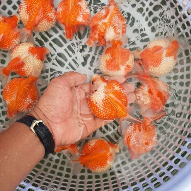 KiWi Fish, Cửa hàng trực tuyến | Shopee Việt Nam