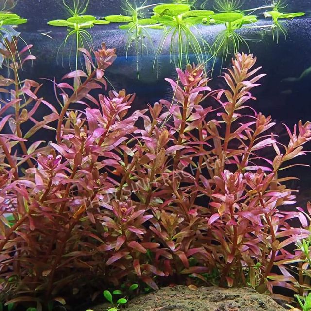 CHILL AQUATIC, Cửa hàng trực tuyến | Shopee Việt Nam