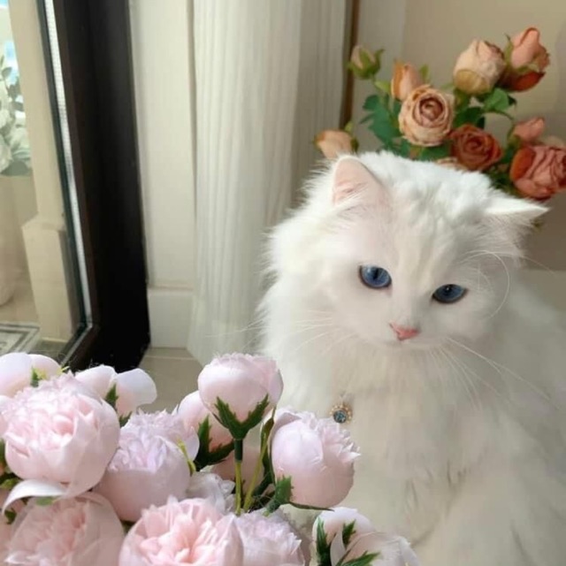 Đế Chế Monleo, Cửa hàng trực tuyến | Shopee Việt Nam