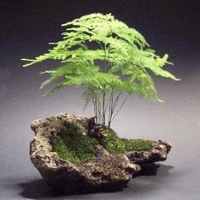 shoprockbaba, Cửa hàng trực tuyến | Shopee Việt Nam
